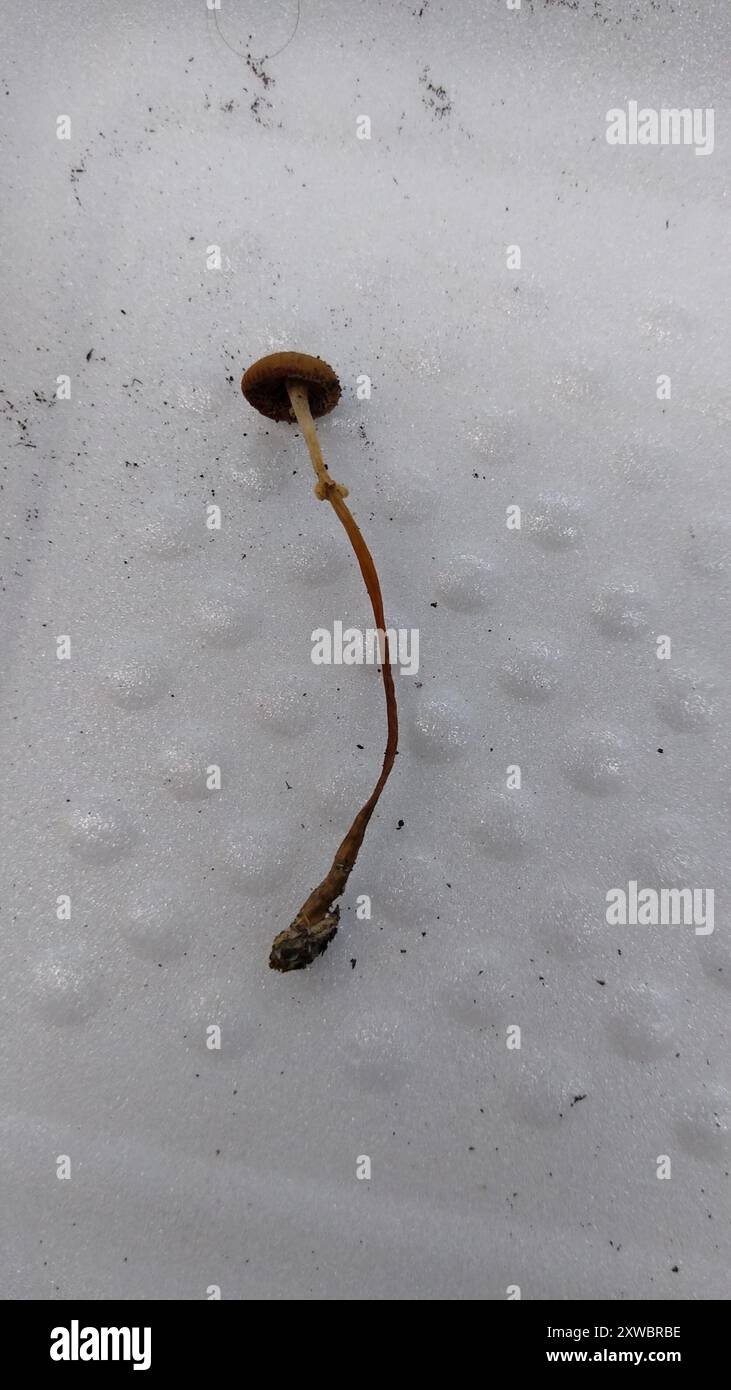 Pholiotina rugosa hi-res stock photography and images - Alamy