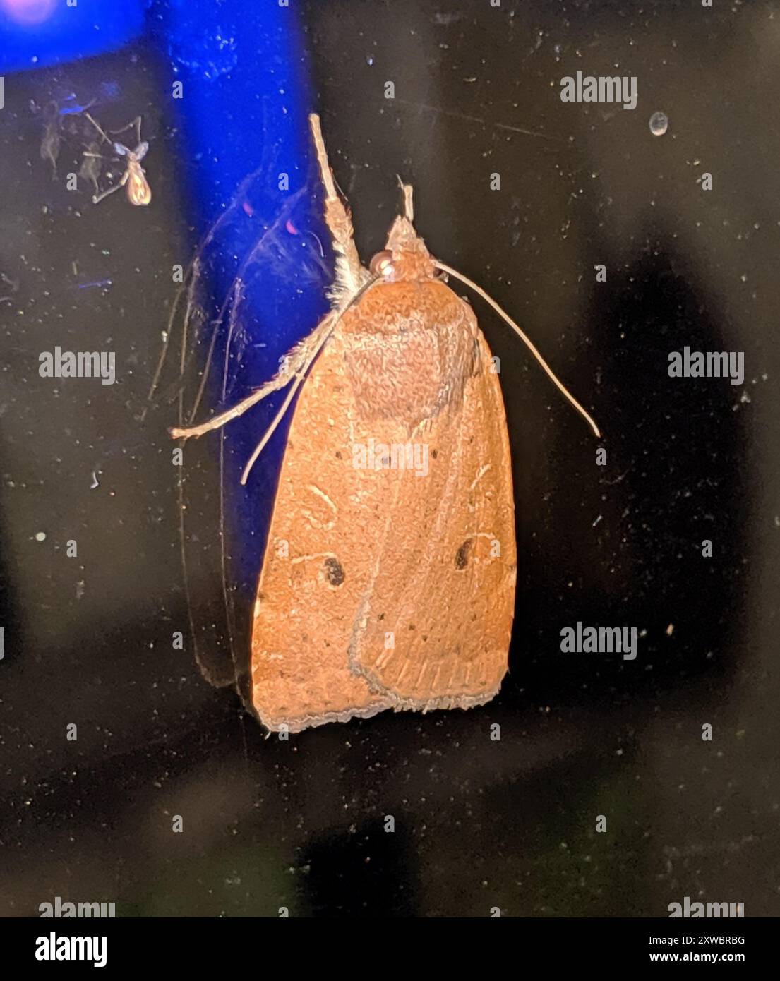 Lesser Yellow Underwing (Noctua comes) Insecta Stock Photo - Alamy