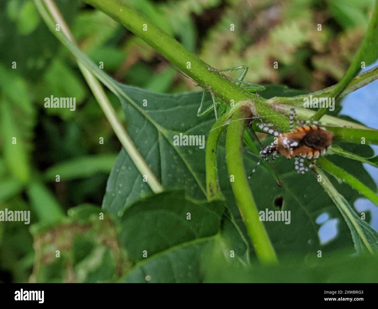 Ringed Assassin Bug (Pselliopus cinctus) Insecta Stock Photo - Alamy