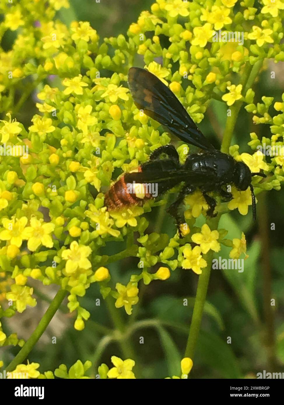 Blue-winged Scoliid Wasp (Scolia dubia) Insecta Stock Photo - Alamy