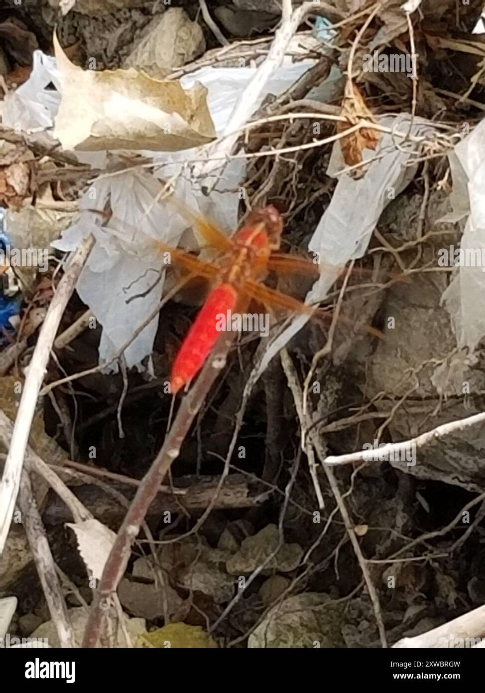 Neon Skimmer (Libellula croceipennis) Insecta Stock Photo - Alamy