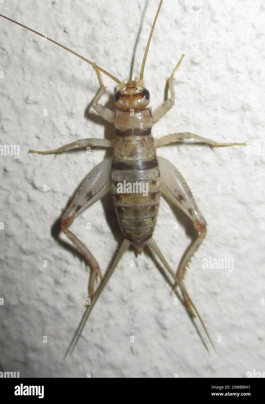 True Crickets (Gryllidae) Insecta Stock Photo - Alamy