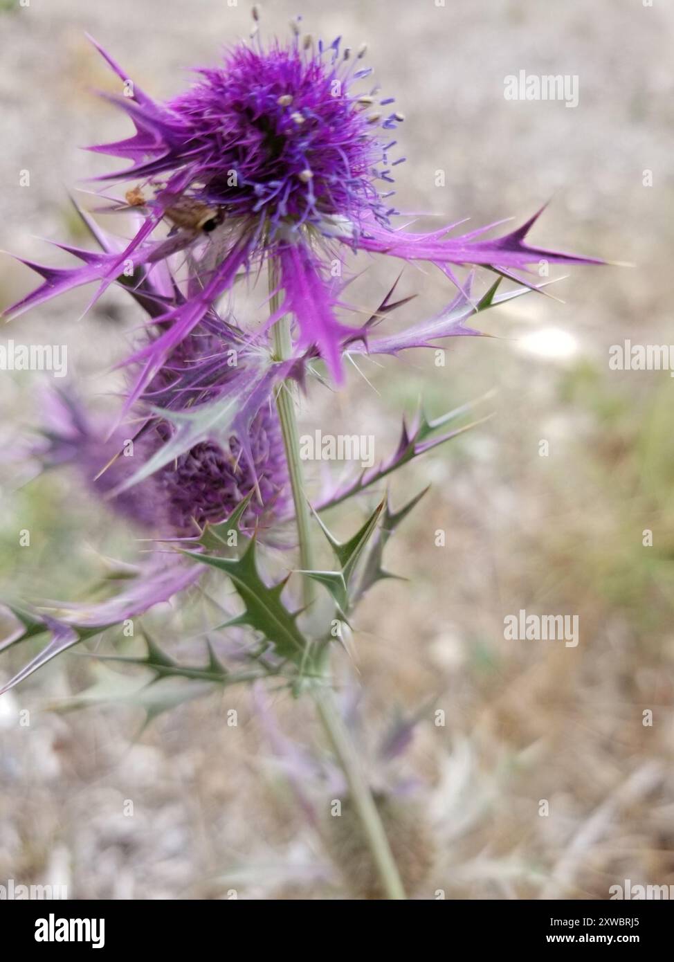 Leavenworth's eryngo (Eryngium leavenworthii) Plantae Stock Photo - Alamy