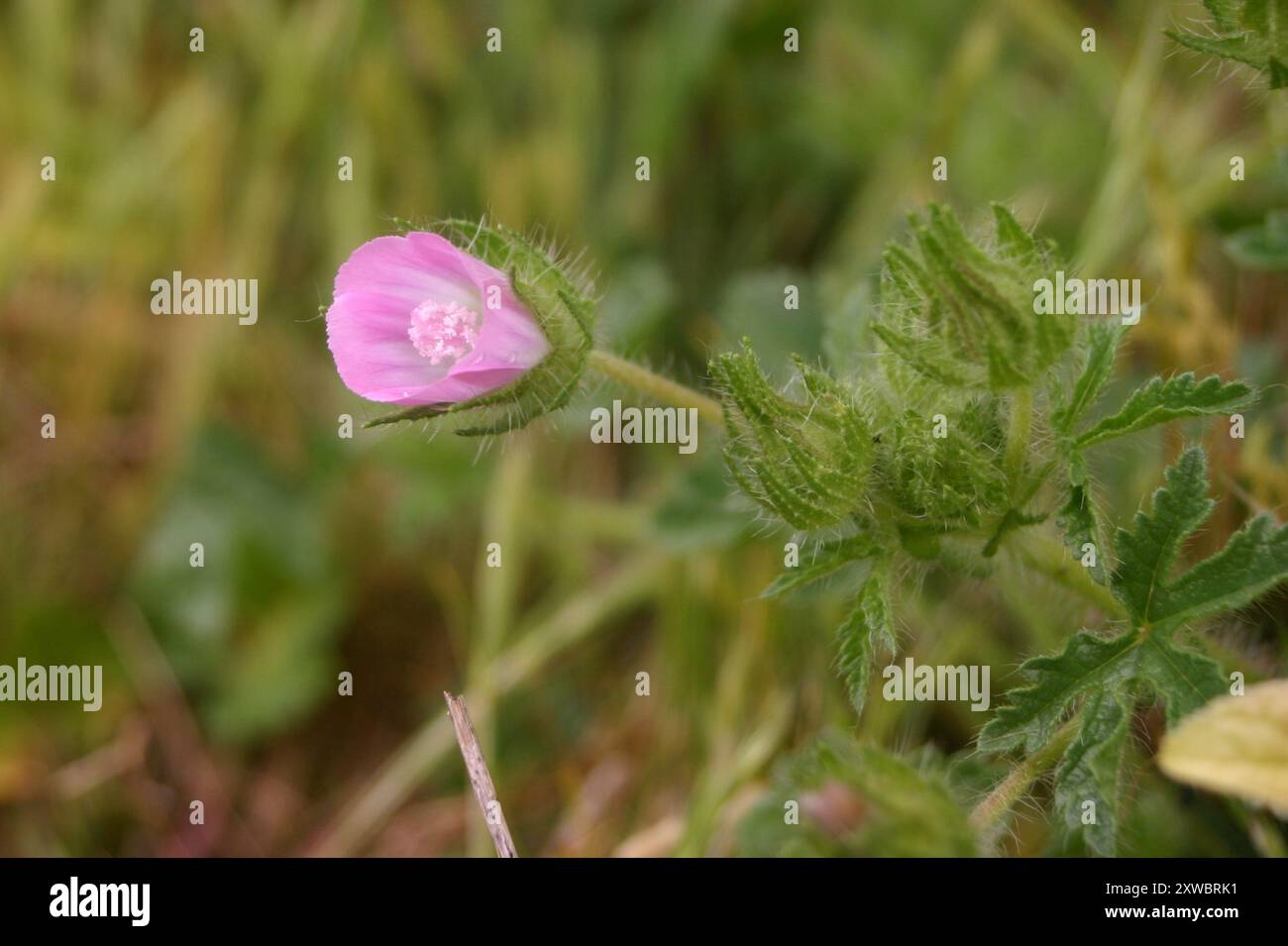 Rough Marsh-mallow (Malva setigera) Plantae Stock Photo - Alamy