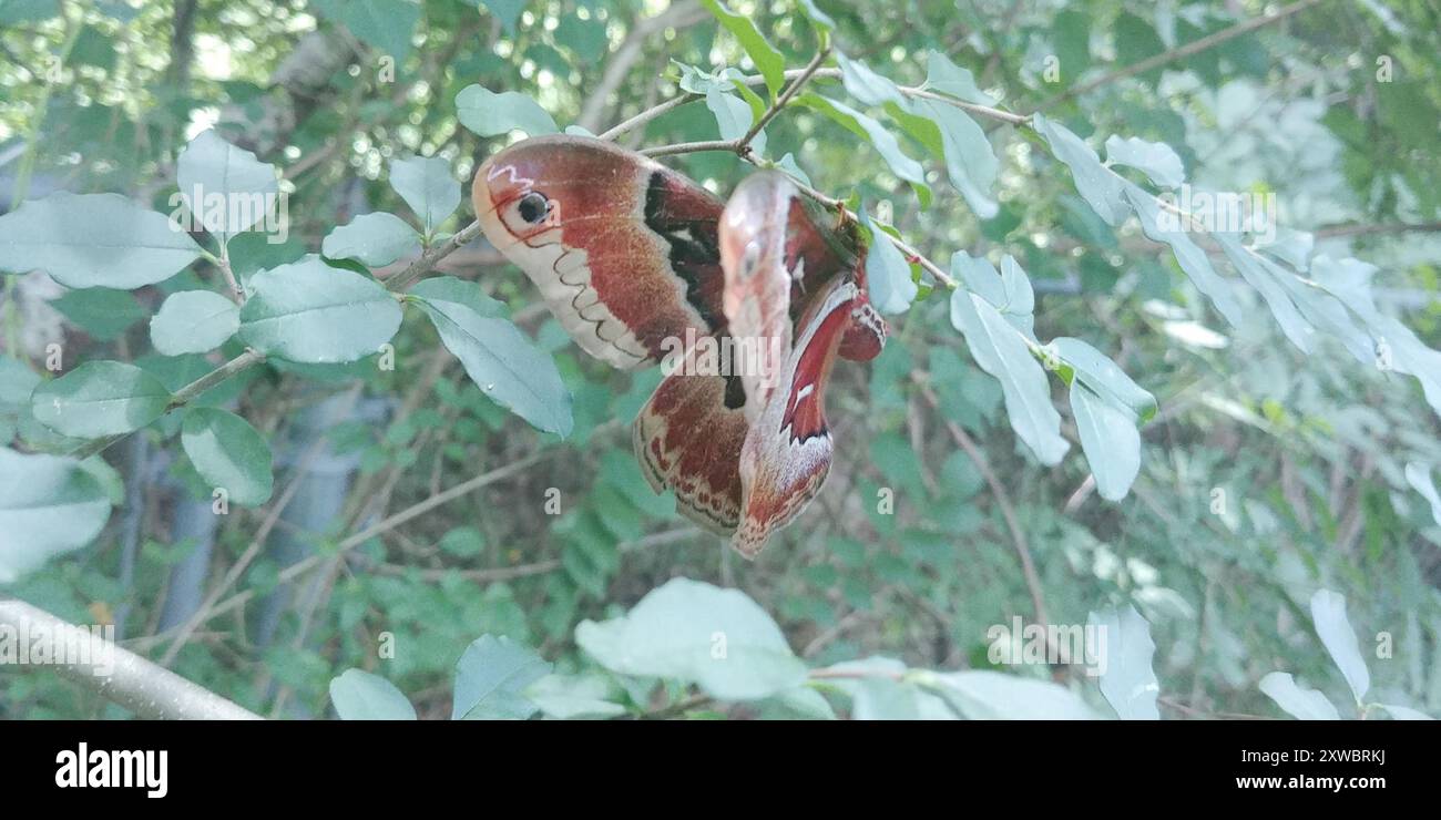 Promethea Silkmoth (Callosamia promethea) Insecta Stock Photo - Alamy
