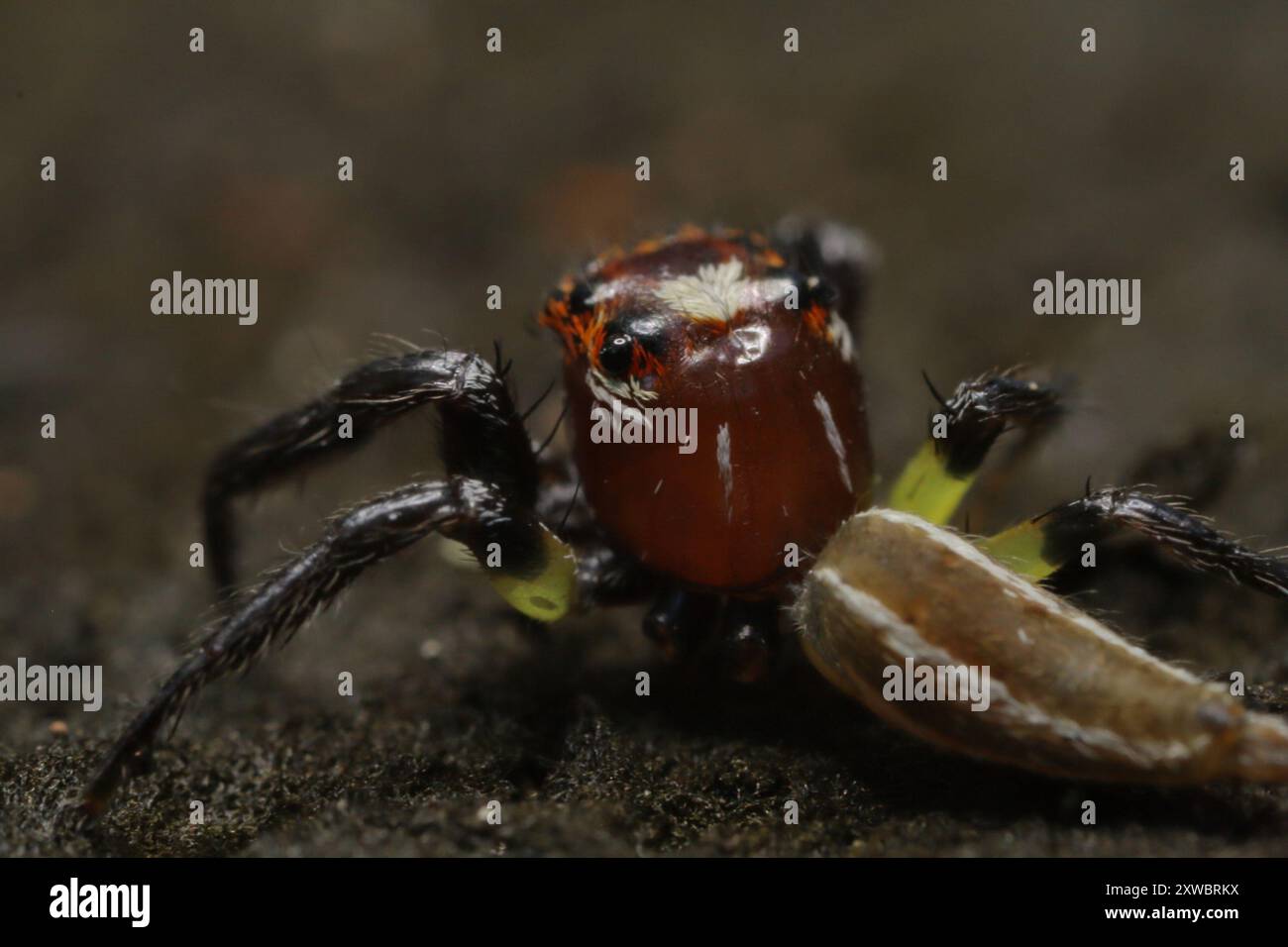 Sylvan Jumping Spider (Colonus sylvanus) Arachnida Stock Photo - Alamy