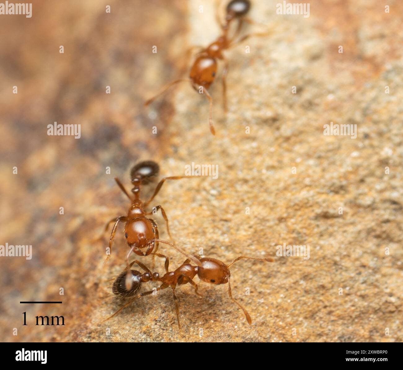 Southern Fire Ant (Solenopsis xyloni) Insecta Stock Photo - Alamy
