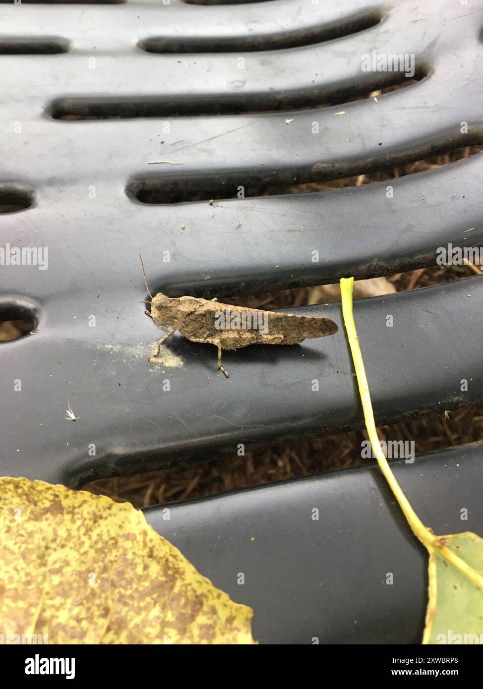 Carolina Grasshopper (Dissosteira carolina) Insecta Stock Photo - Alamy
