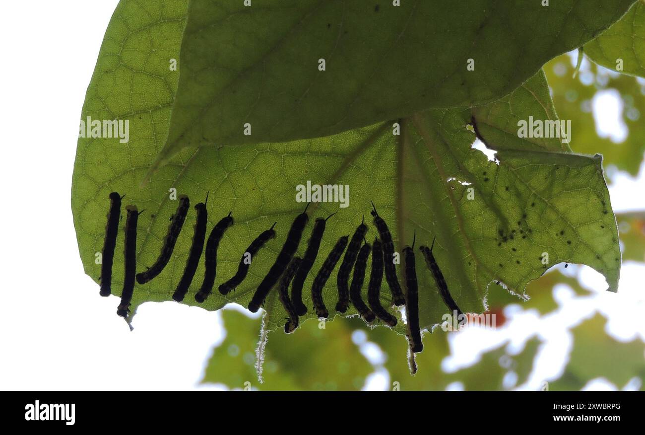 Catalpa Sphinx (Ceratomia catalpae) Insecta Stock Photo - Alamy