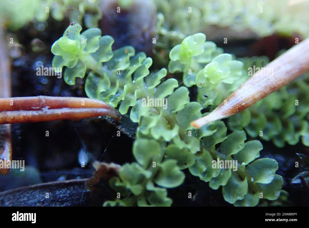 Large Notchwort (Trilophozia quinquedentata) Plantae Stock Photo - Alamy