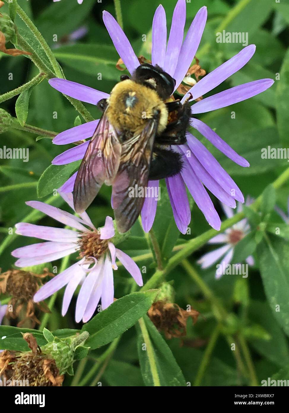 Eastern Carpenter Bee (Xylocopa virginica) Insecta Stock Photo - Alamy