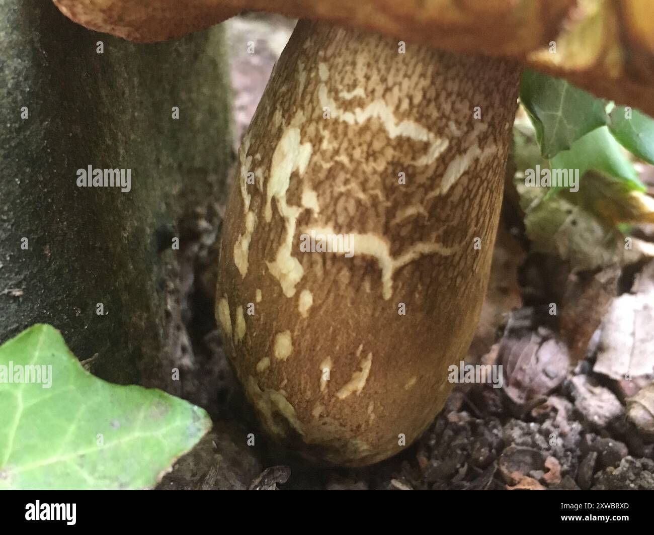 Bitter Bolete (Tylopilus felleus) Fungi Stock Photo - Alamy