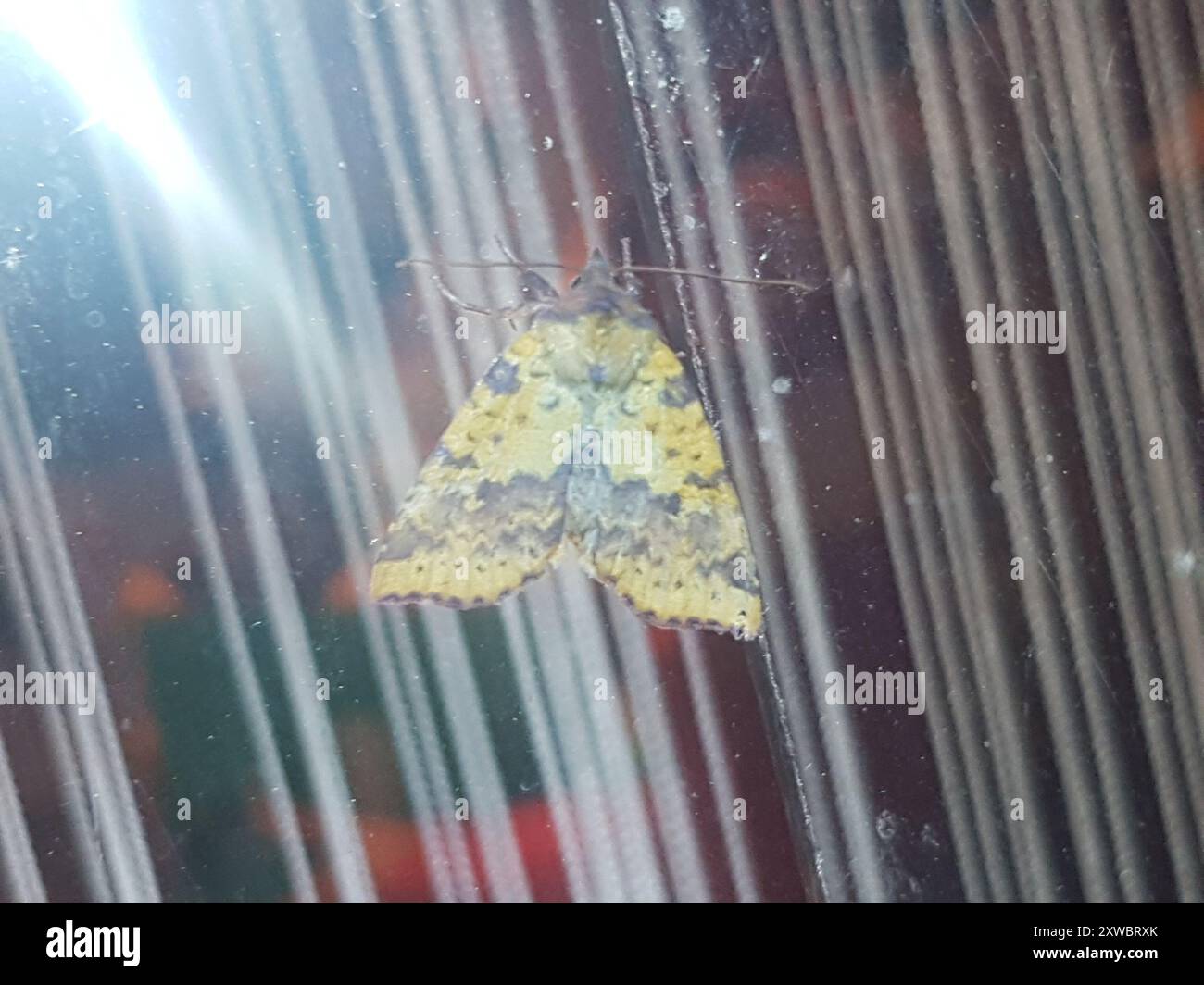 Pink-barred Sallow (Xanthia togata) Insecta Stock Photo - Alamy