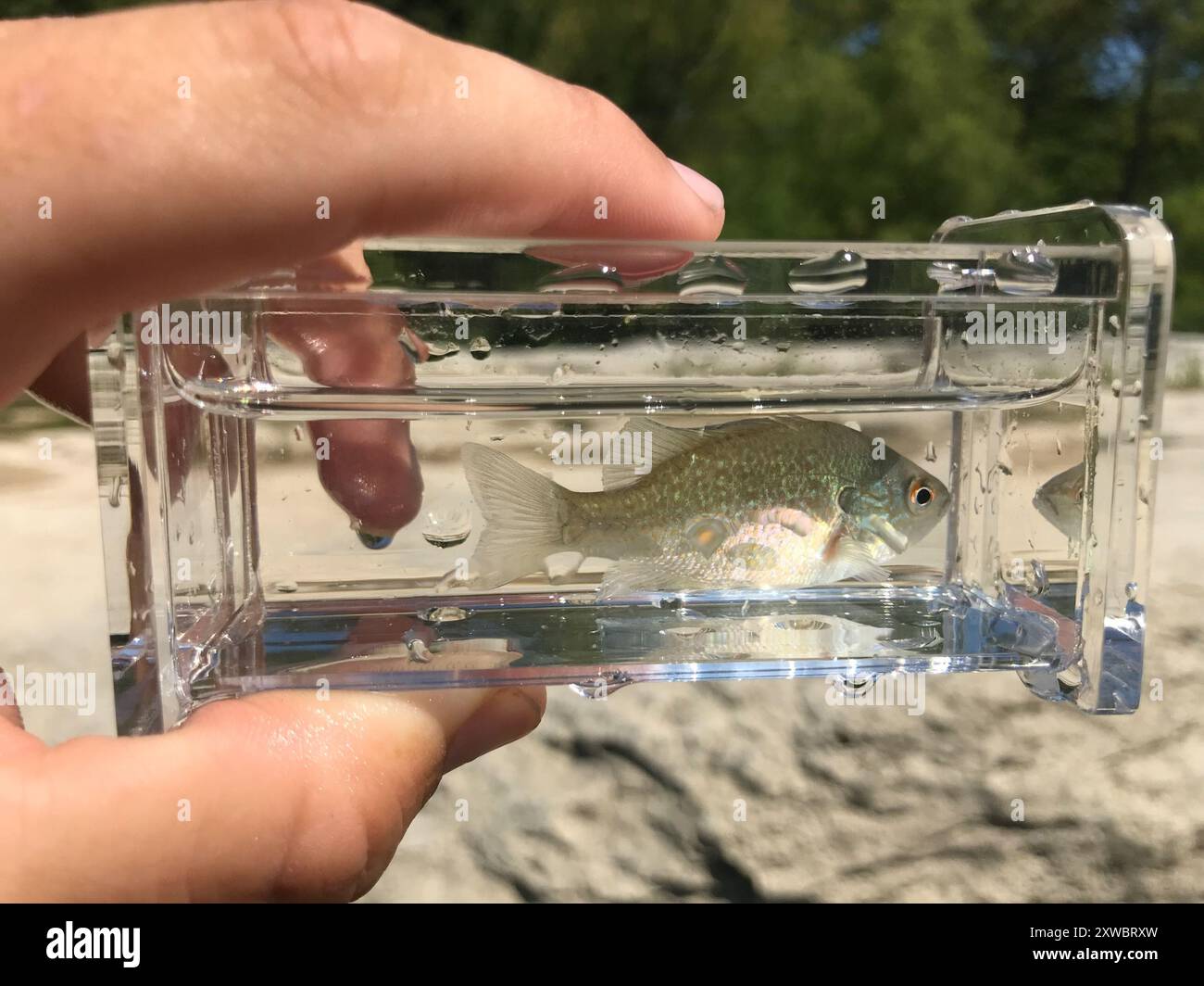 Longear Sunfish Complex (Lepomis megalotis) Actinopterygii Stock Photo ...