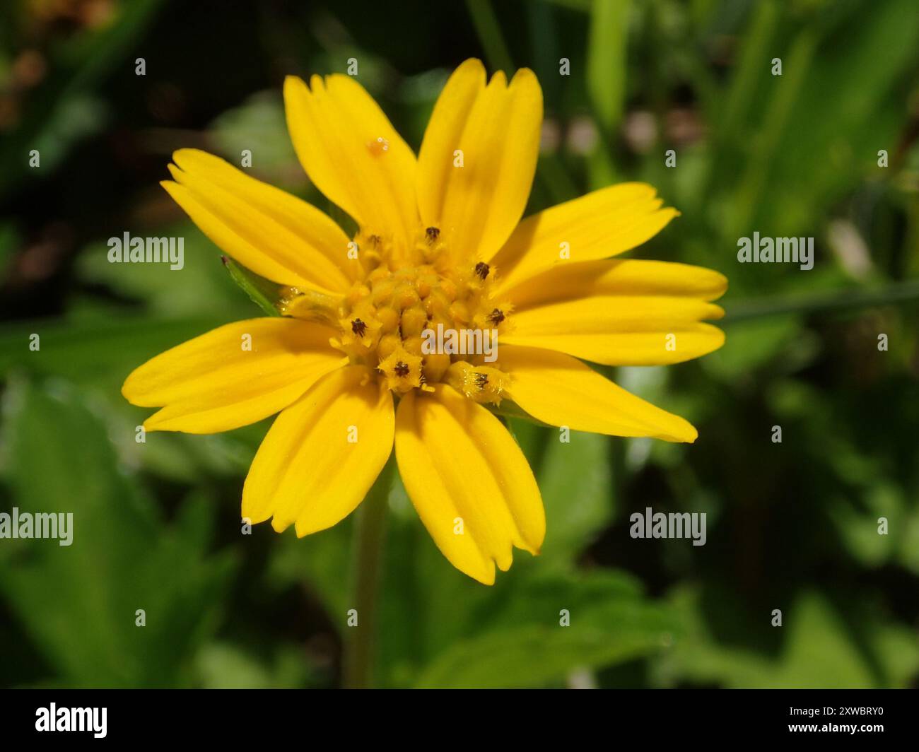 trailing daisy (Sphagneticola trilobata) Plantae Stock Photo - Alamy