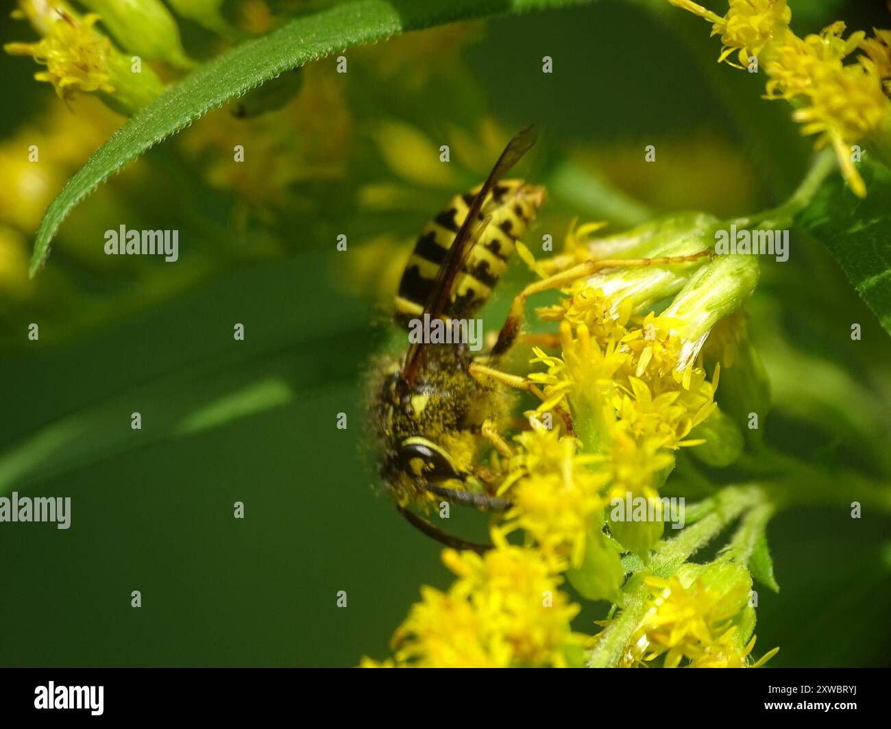 Common Aerial Yellowjacket (Dolichovespula arenaria) Insecta Stock ...