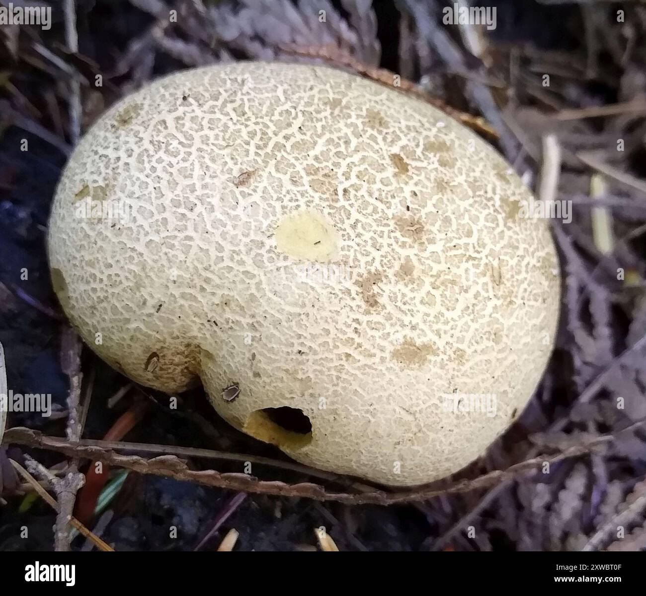 common earthball (Scleroderma citrinum) Fungi Stock Photo - Alamy