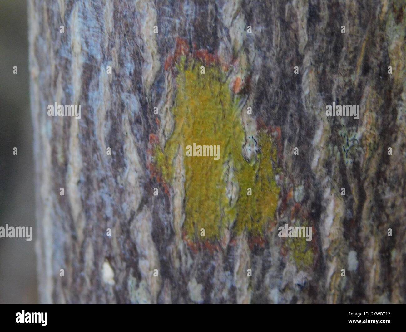 Rash Lichens (Pyrenula) Fungi Stock Photo - Alamy