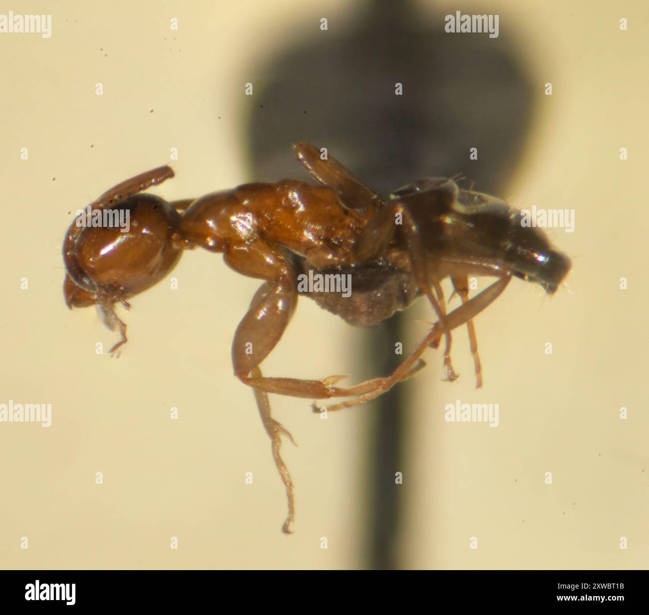 Colobopsis ant hi-res stock photography and images - Alamy