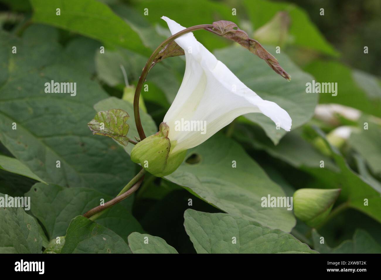 large bindweed (Calystegia silvatica) Plantae Stock Photo - Alamy
