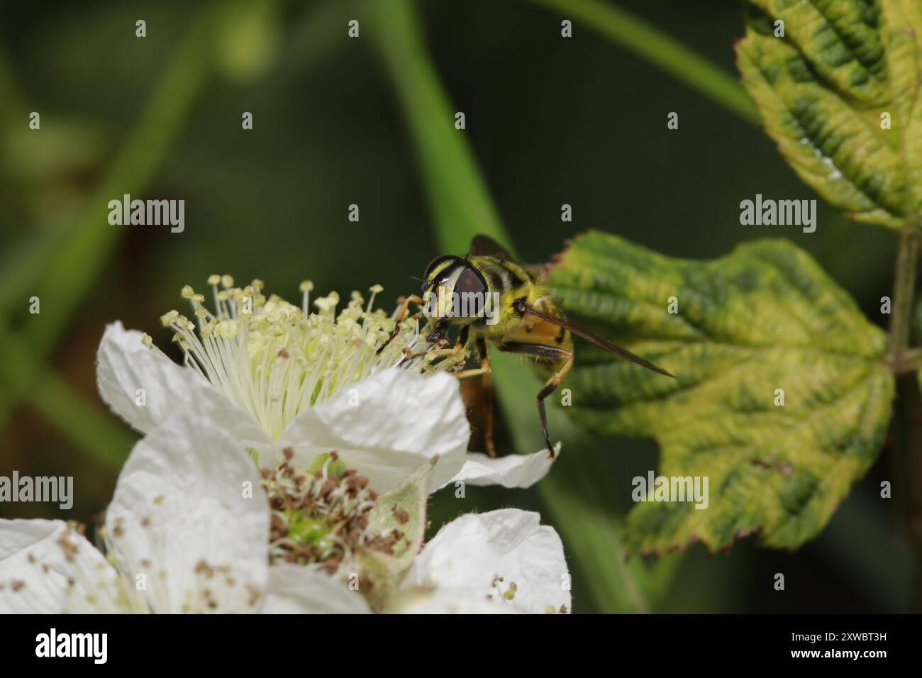 Yellow-haired Sun Fly (Myathropa florea) Insecta Stock Photo - Alamy