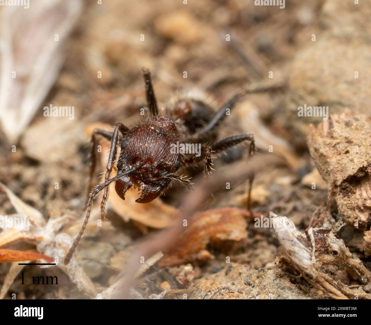 Andre's Harvester Ant (Veromessor andrei) Insecta Stock Photo - Alamy