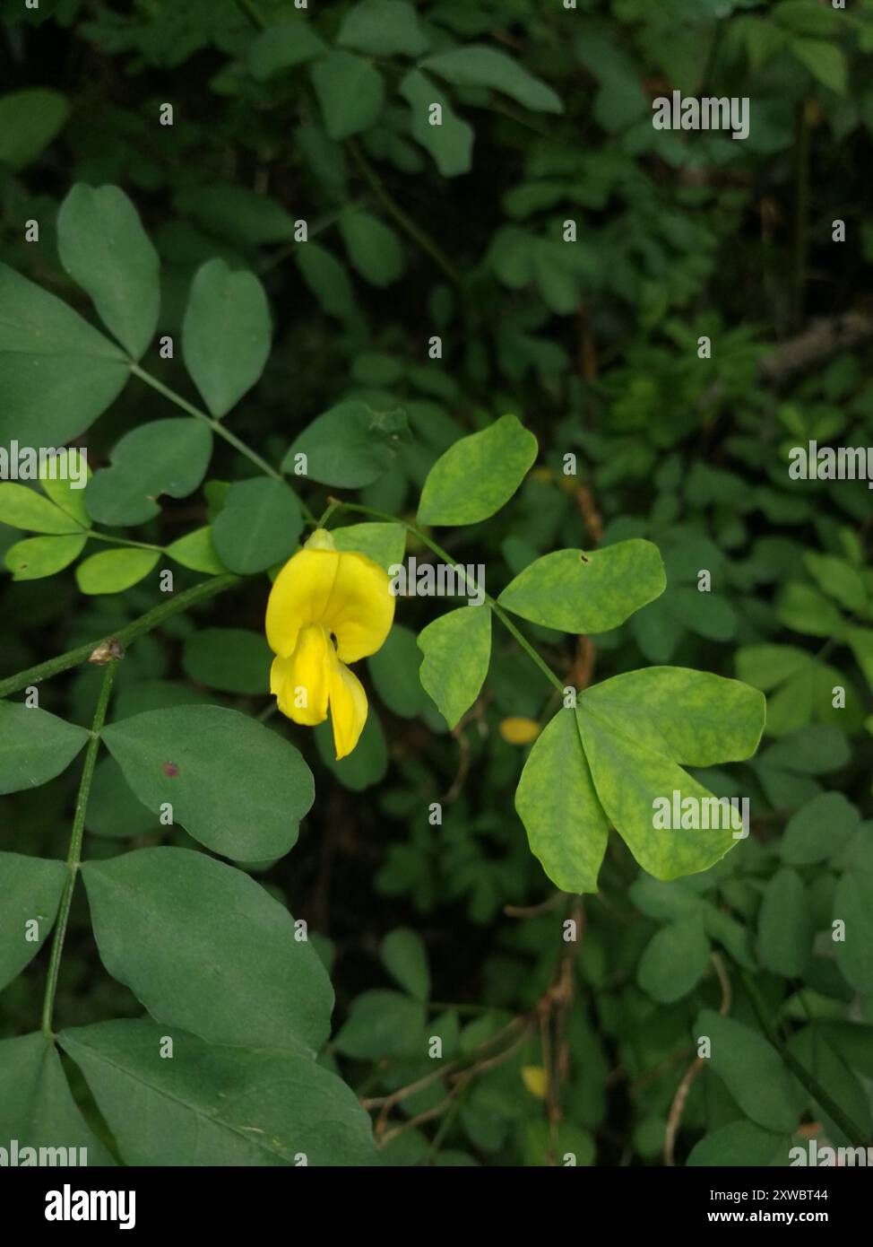 Scorpion Senna (Hippocrepis emerus) Plantae Stock Photo - Alamy