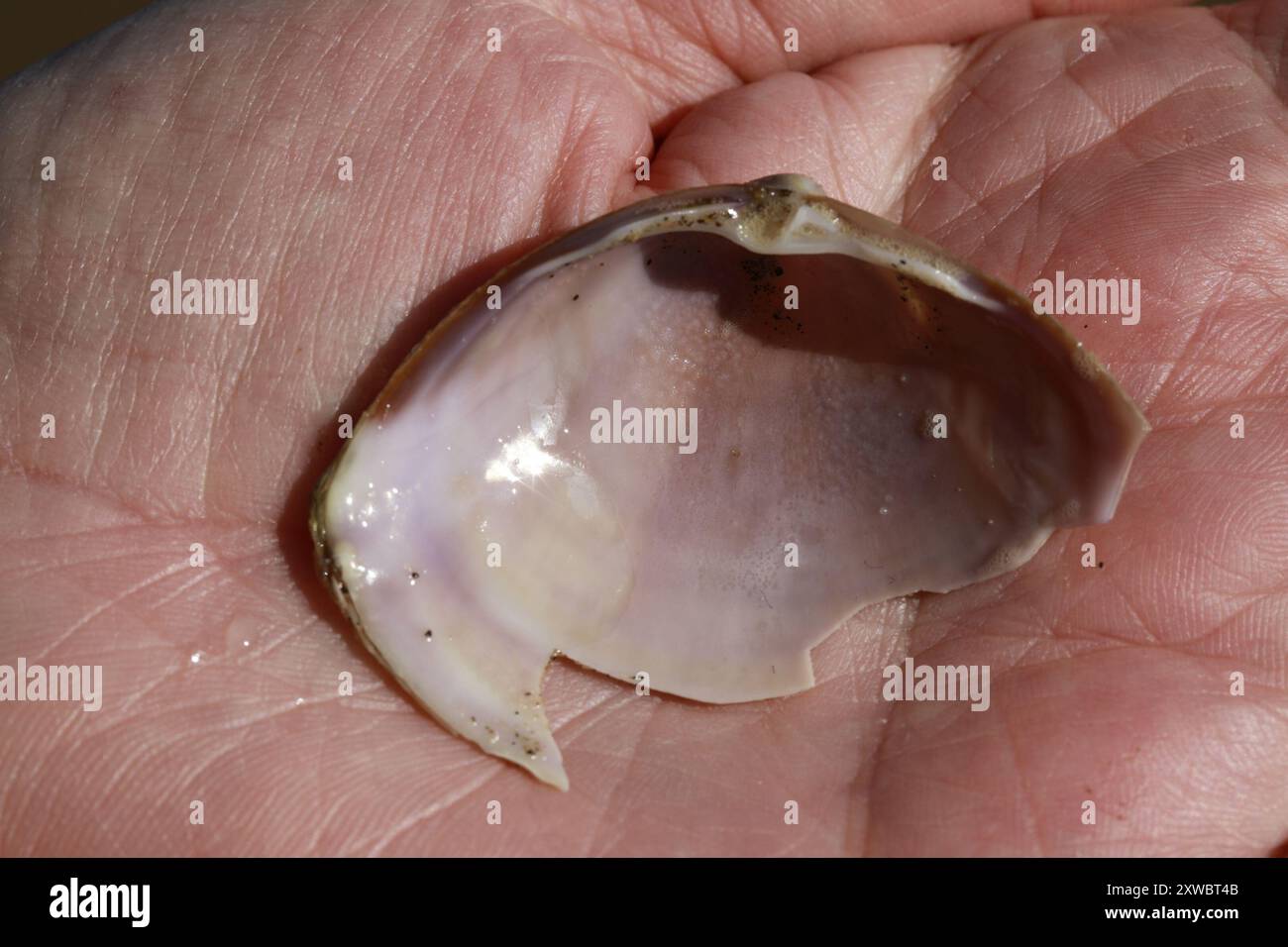 Rayed trough shell hi-res stock photography and images - Alamy