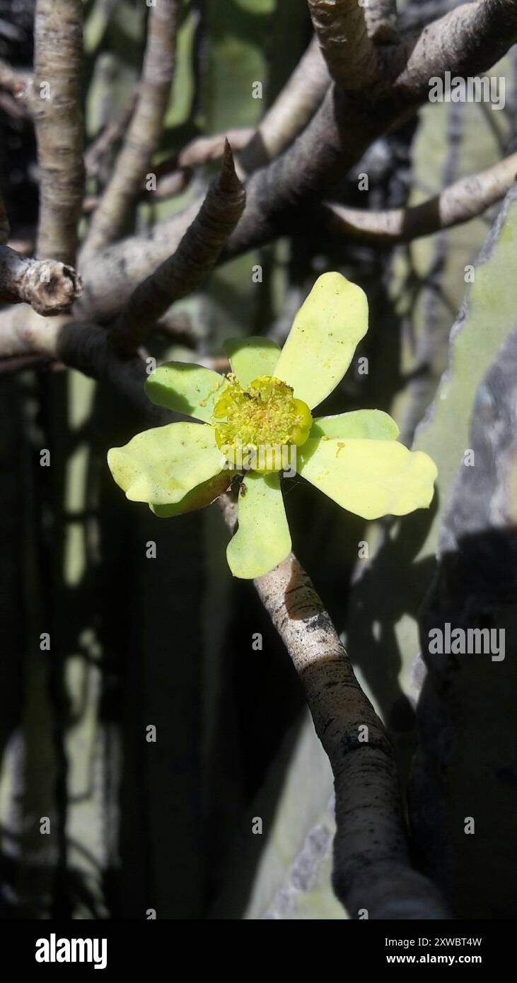 balsam spurge (Euphorbia balsamifera) Plantae Stock Photo - Alamy