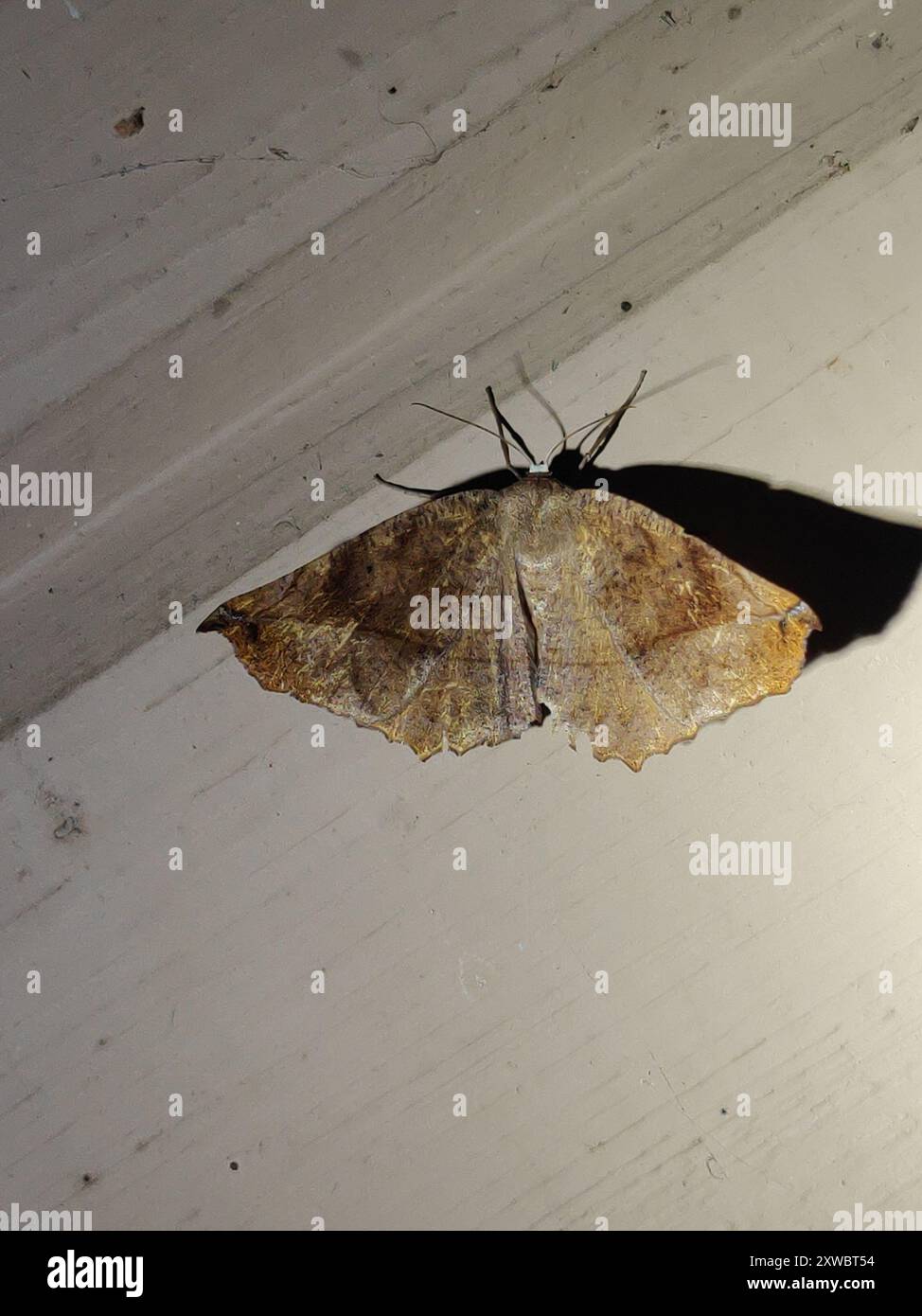 Curved-toothed Geometer Moth (Eutrapela clemataria) Insecta Stock Photo ...