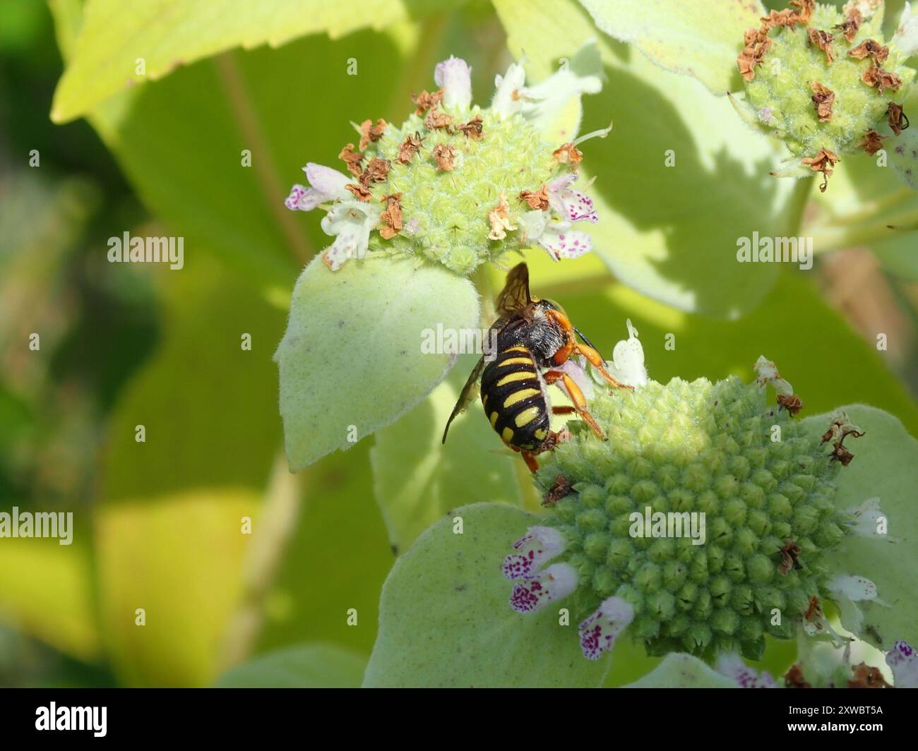 Anthidium oblongatum hi-res stock photography and images - Alamy