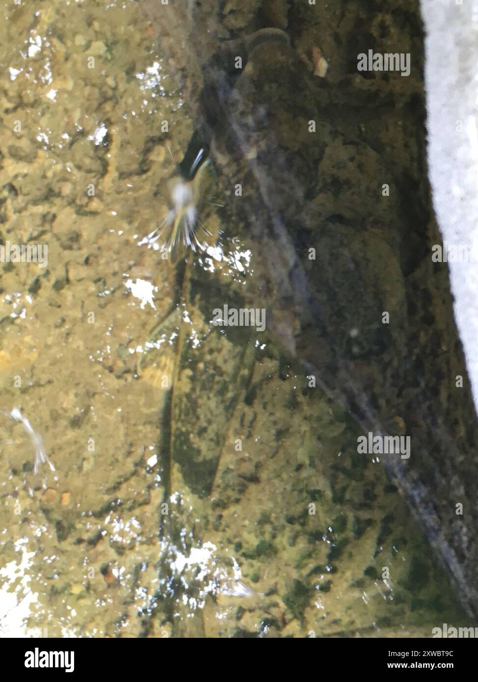 Northern Hog Sucker (Hypentelium nigricans) Actinopterygii Stock Photo ...