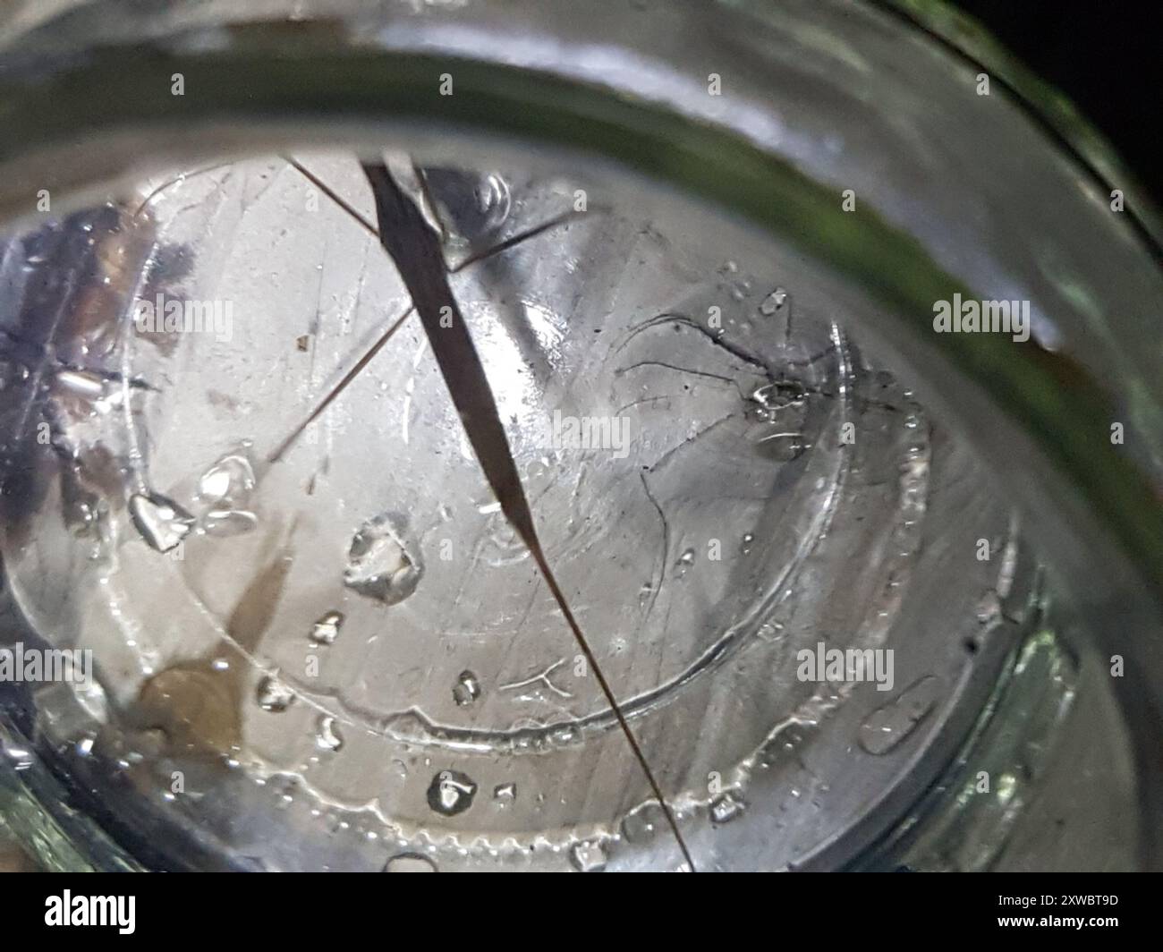 Eurasian Water Stick Insect (Ranatra linearis) Insecta Stock Photo - Alamy