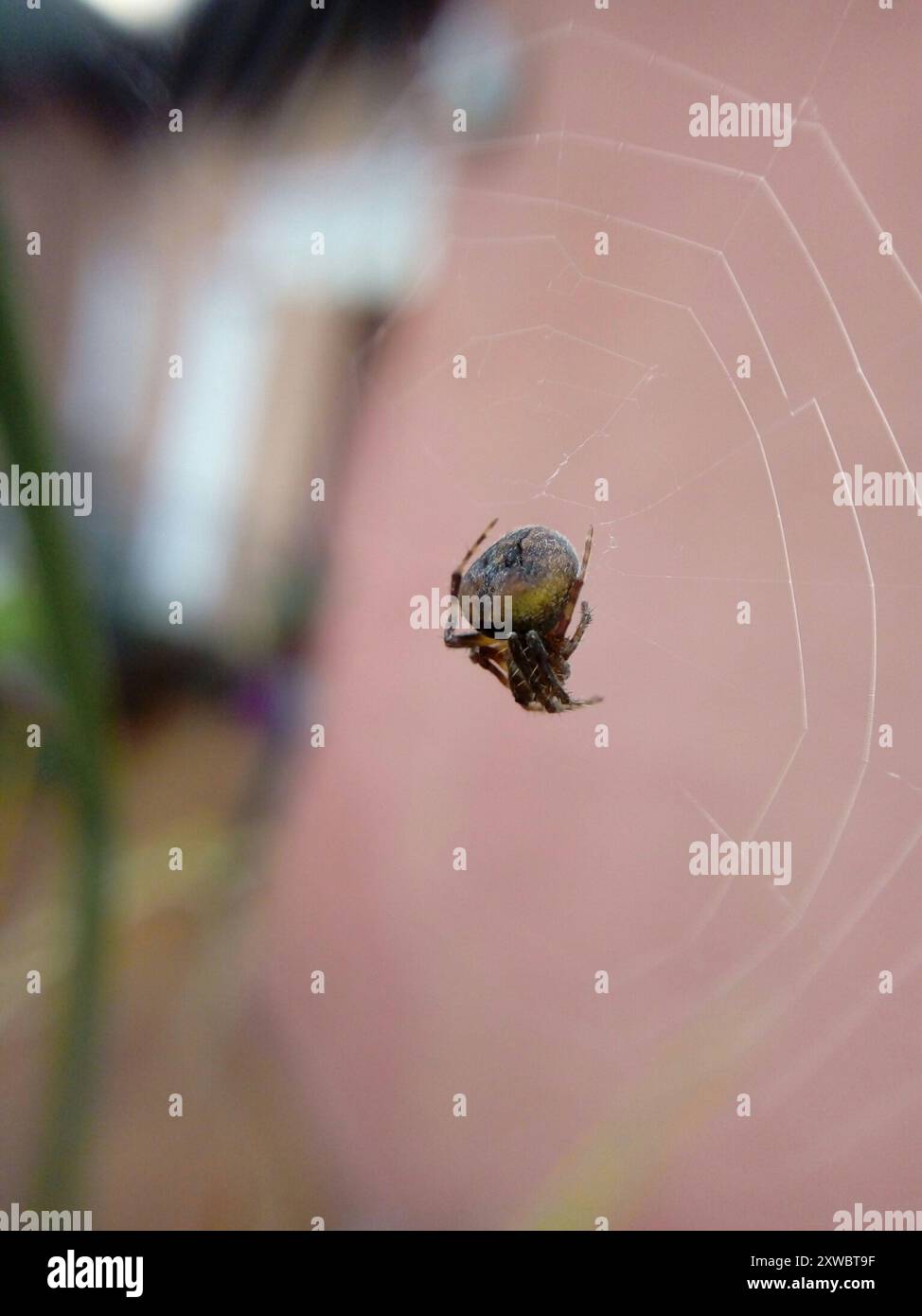 Common Hairy Field Spider (Neoscona subfusca) Arachnida Stock Photo - Alamy