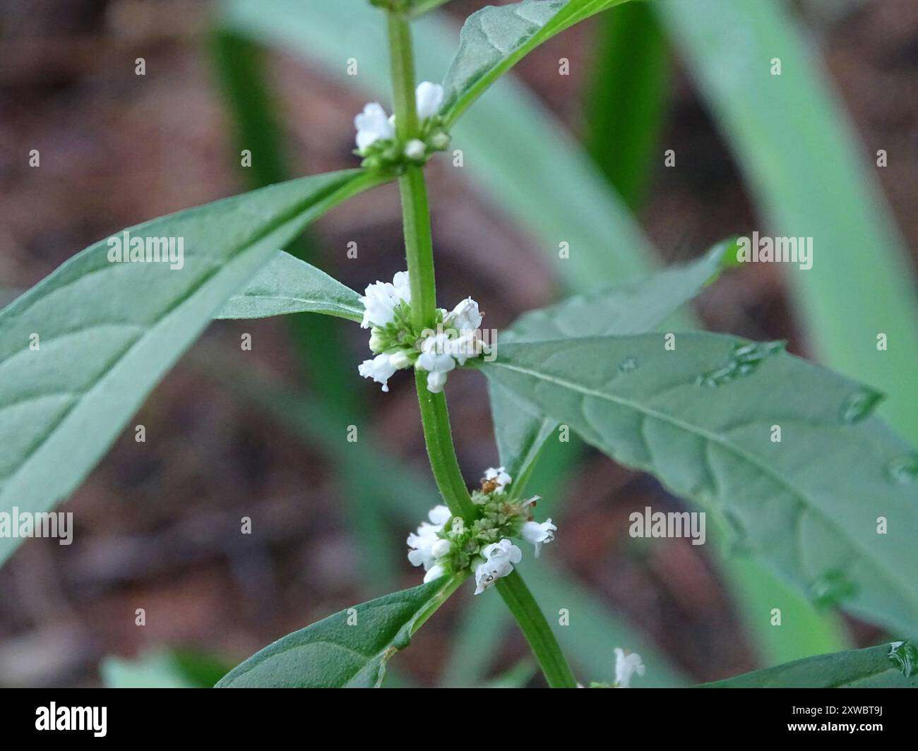 northern bugleweed (Lycopus uniflorus) Plantae Stock Photo - Alamy