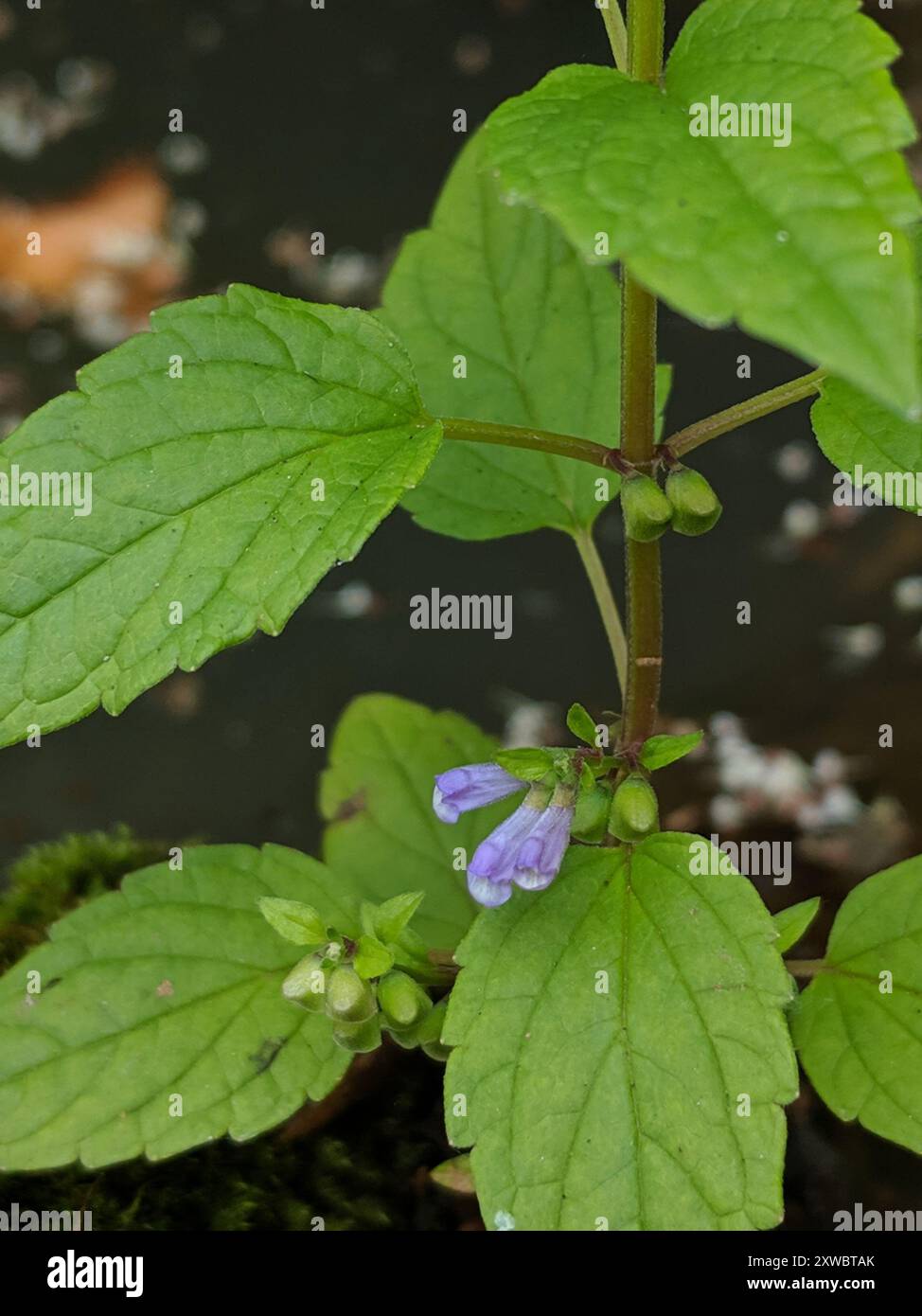 blue skullcap (Scutellaria lateriflora lateriflora) Plantae Stock Photo ...