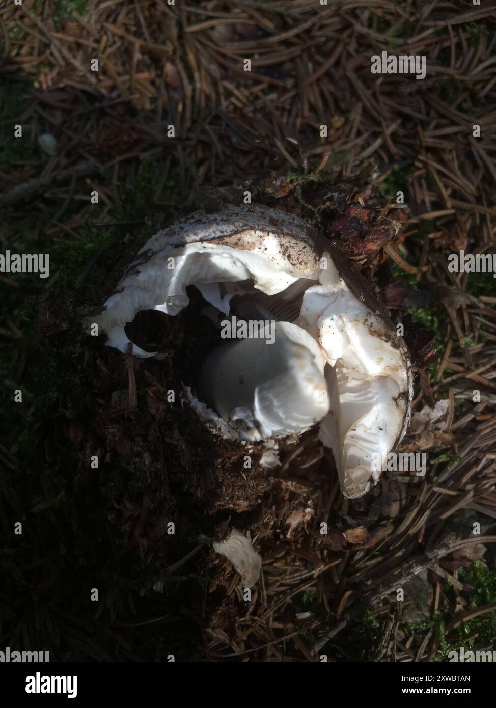 European False Blusher (Amanita excelsa) Fungi Stock Photo - Alamy