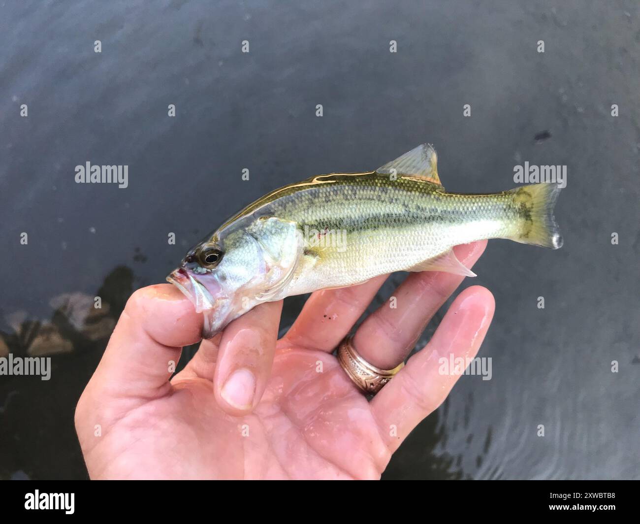 Largemouth Bass (Micropterus nigricans) Actinopterygii Stock Photo - Alamy