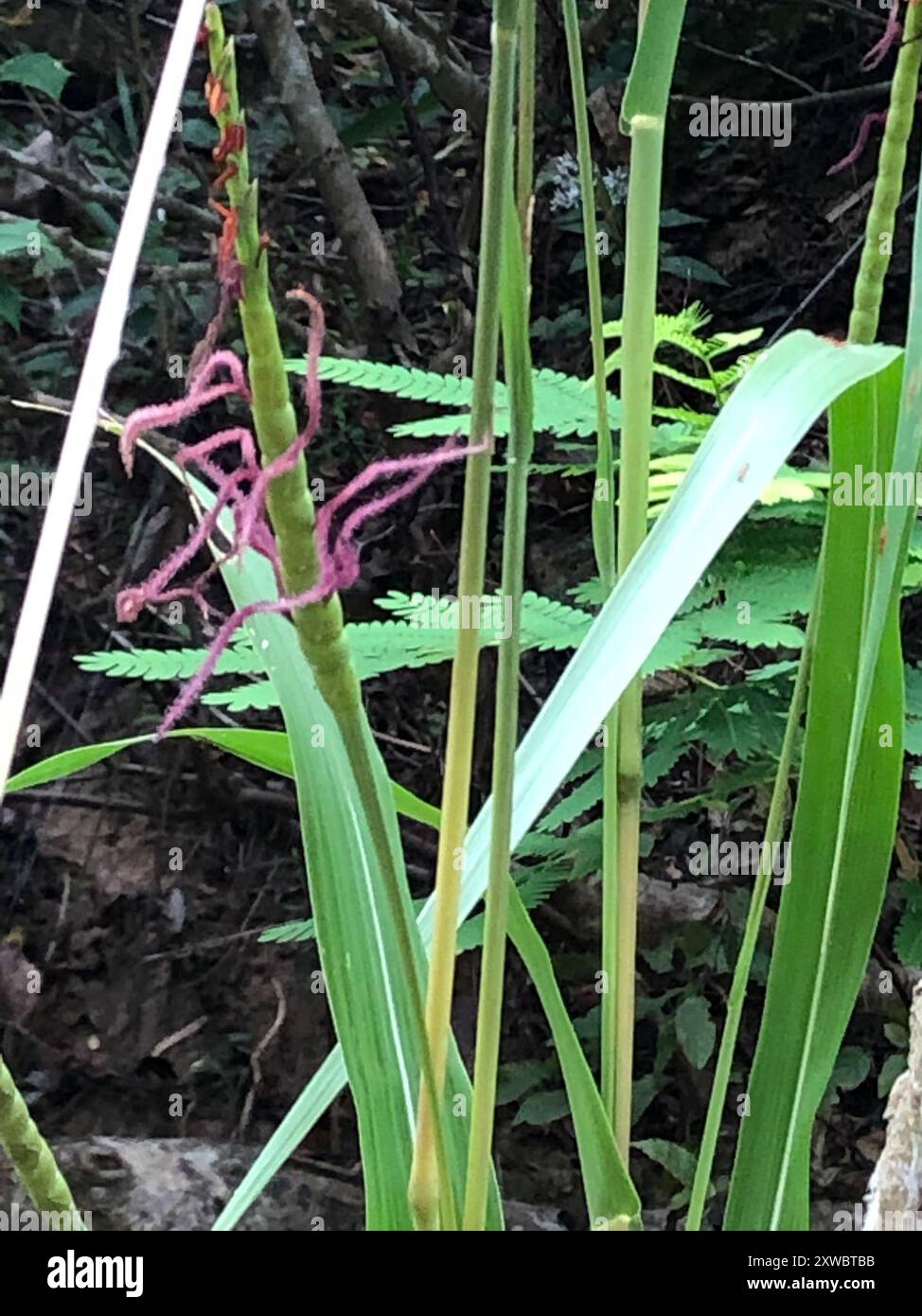 eastern gamagrass (Tripsacum dactyloides) Plantae Stock Photo - Alamy