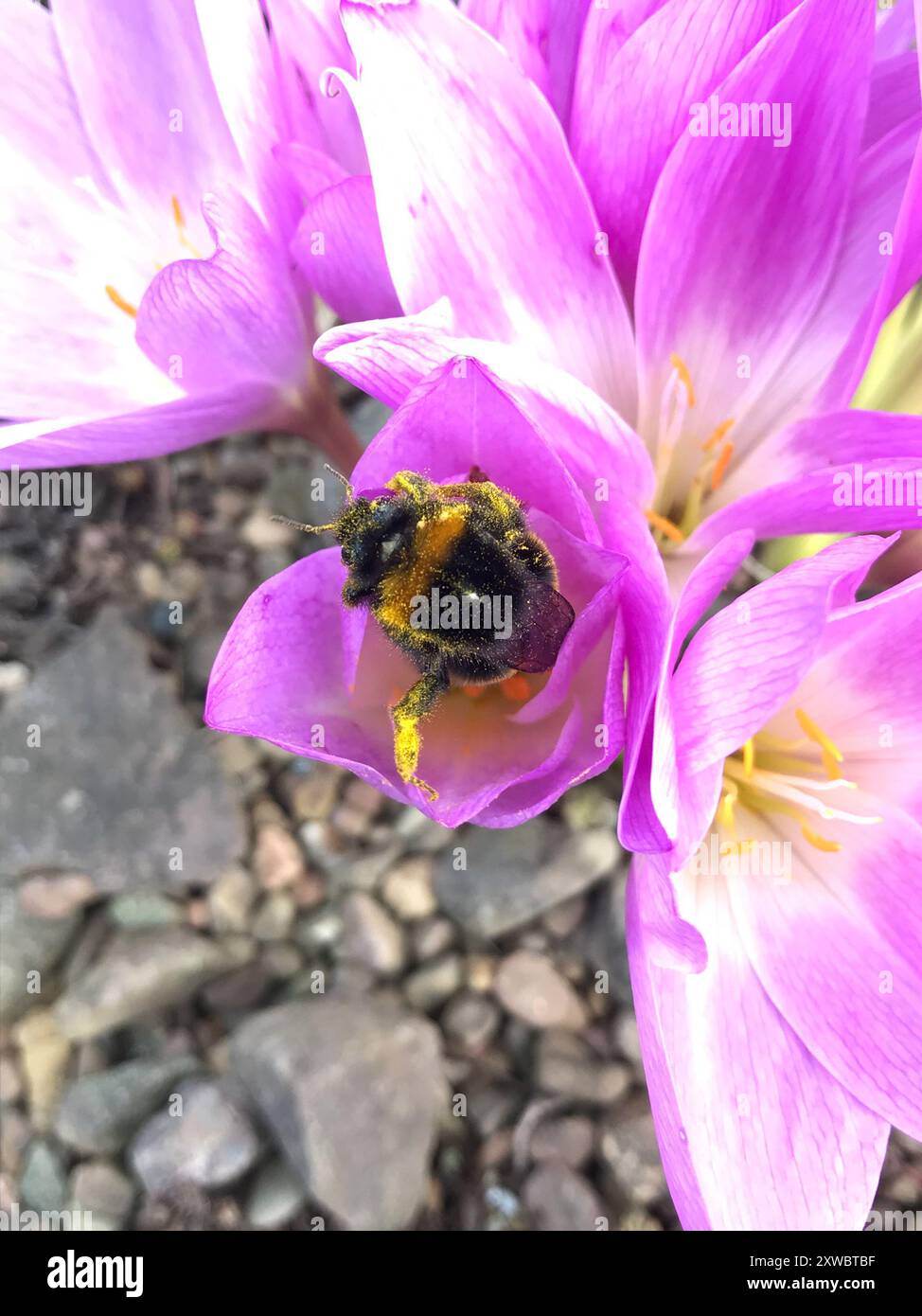 Buff-tailed Bumble Bee (Bombus terrestris) Insecta Stock Photo - Alamy