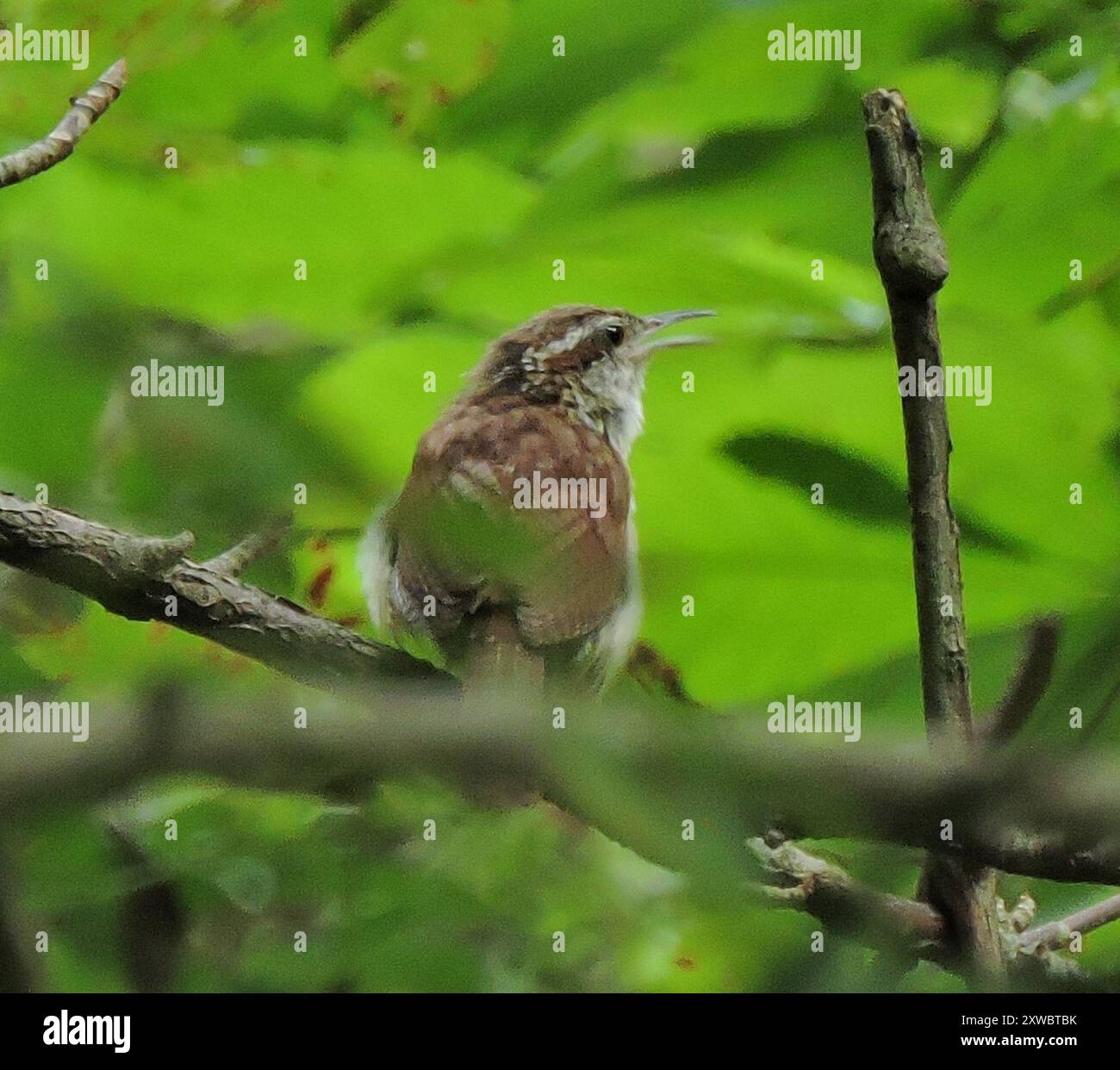 Carolina Wren (Thryothorus ludovicianus) Aves Stock Photo - Alamy