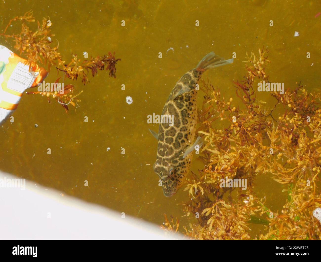 Checkered Puffer (Sphoeroides testudineus) Actinopterygii Stock Photo ...