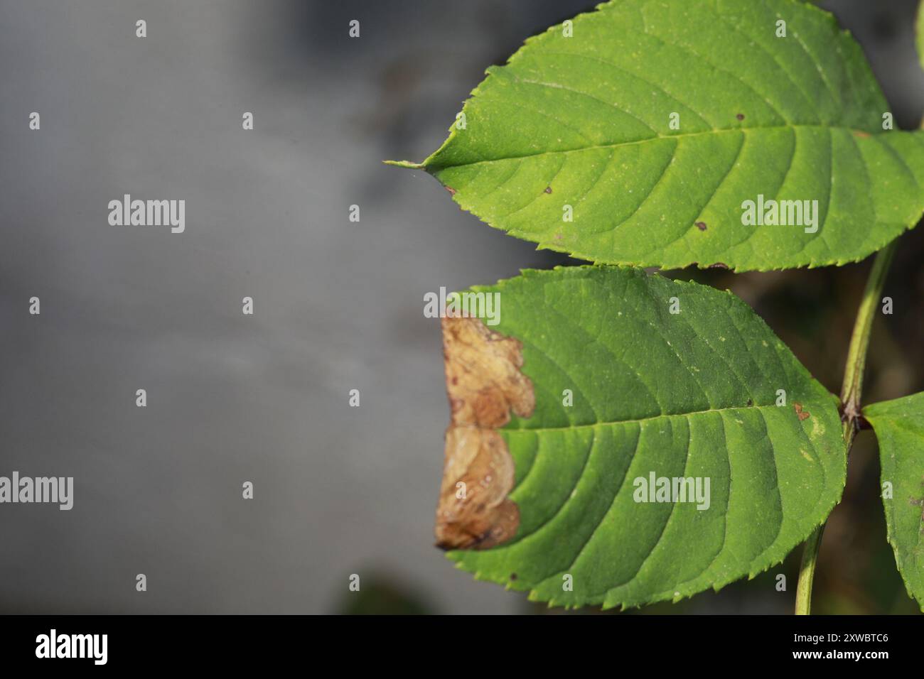 Lilac Leafminer Moth (Gracillaria syringella) Insecta Stock Photo - Alamy
