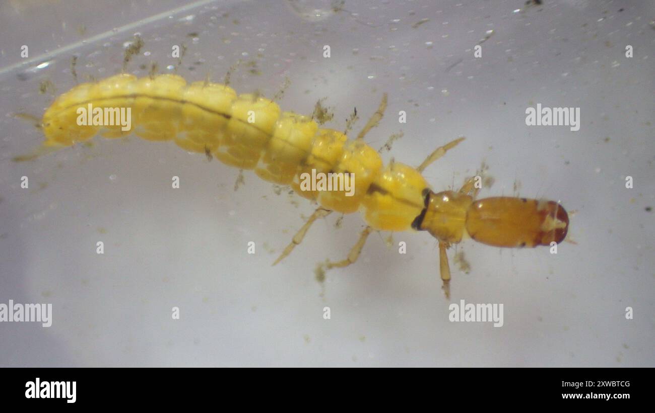Little Black Caddisflies (Chimarra) Insecta Stock Photo - Alamy