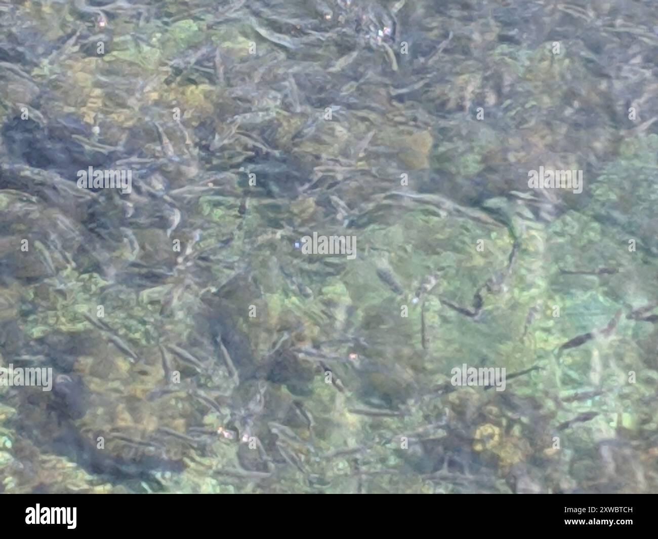 Ray-finned Fishes (Actinopterygii) Actinopterygii Stock Photo - Alamy