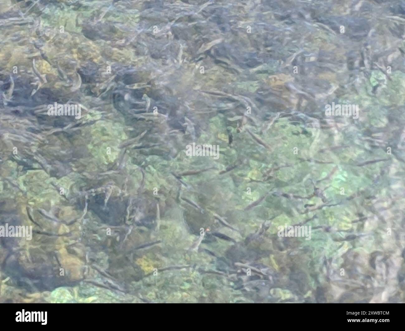 Ray-finned Fishes (Actinopterygii) Actinopterygii Stock Photo - Alamy