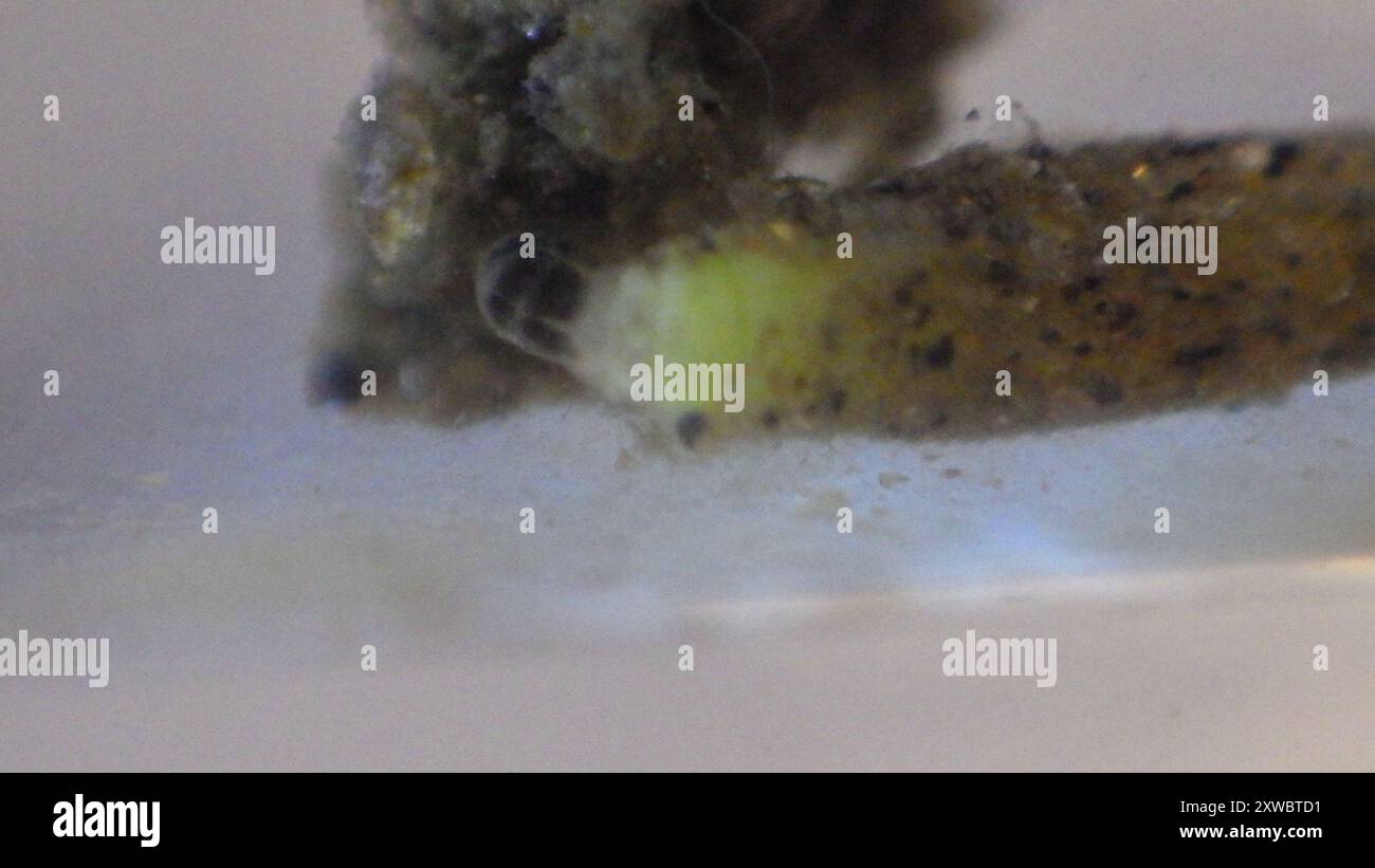 Microcaddisflies (Hydroptilidae) Insecta Stock Photo - Alamy