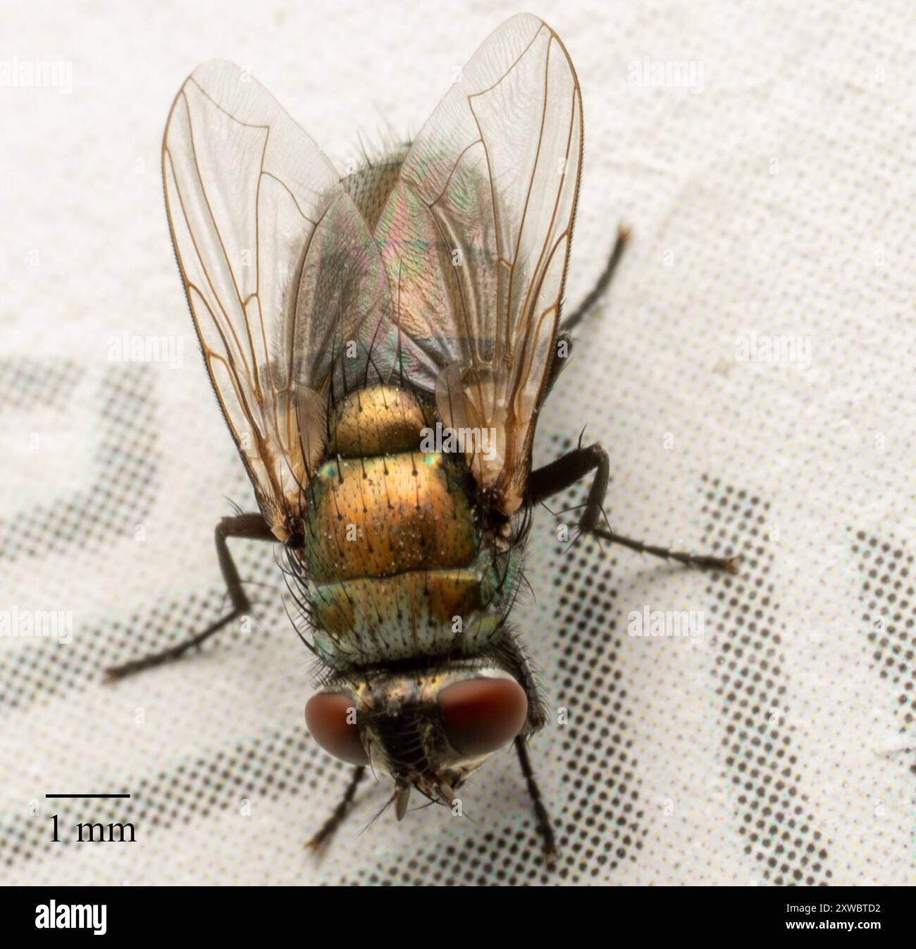 Greenbottle Flies (Lucilia) Insecta Stock Photo - Alamy
