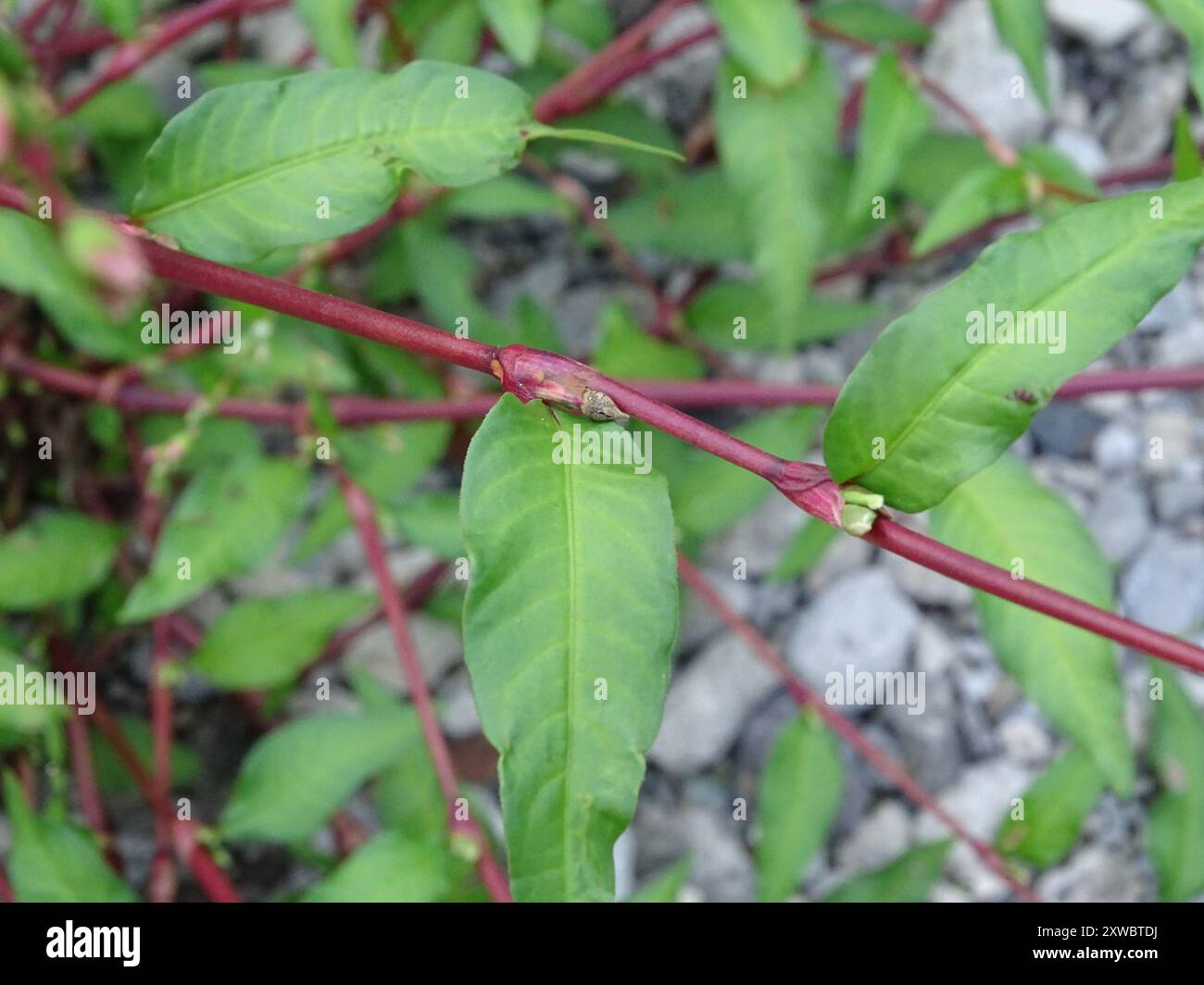 waterpepper (Persicaria hydropiper) Plantae Stock Photo - Alamy