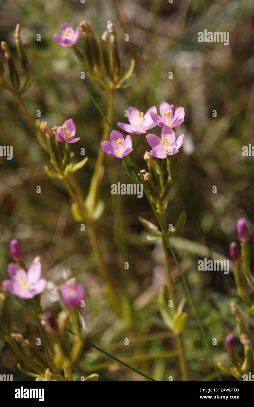 Common centaury (Centaurium erythraea) Plantae Stock Photo - Alamy